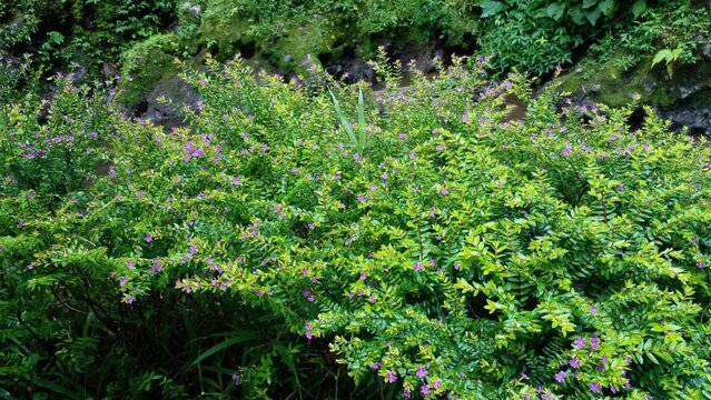 Allyson Images – Browse 16 Stock Photos, Vectors, and Video | Adobe Stock