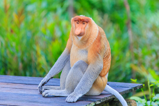 Bekantan bilder – Bläddra bland 3,945 stockfoton, vektorer och videor ...