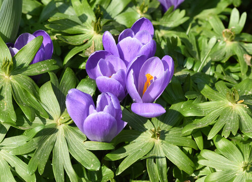 "Garden Crocus" Images – Browse 100 Stock Photos, Vectors, and Video ...