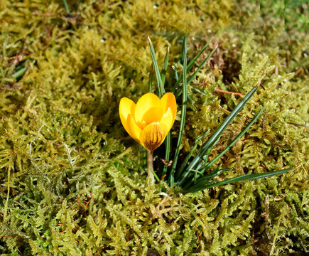 "Garden Crocus" Images – Browse 100 Stock Photos, Vectors, and Video ...