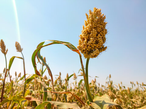 Jowar Images – Browse 3,693 Stock Photos, Vectors, and Video | Adobe Stock