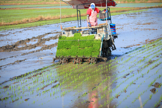 "Rice Planting" Images – Browse 3,211 Stock Photos, Vectors, and Video ...