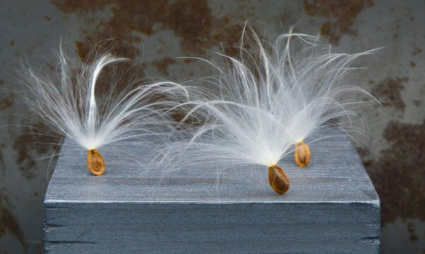 "Flying Seed" Images – Browse 93 Stock Photos, Vectors, and Video ...