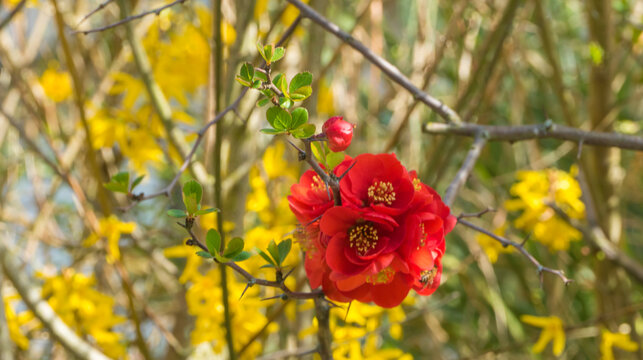 รูปภาพOsterstrauch – เลือกดูภาพถ่ายสต็อก เวกเตอร์ และวิดีโอ802 | Adobe ...