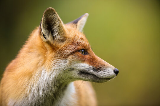 Red Fox Profile Images – Browse 3,103 Stock Photos, Vectors, and Video ...