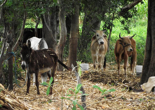 「Arar」の画像 - 634 件の Stock 写真、ベクターおよびビデオ | Adobe Stock