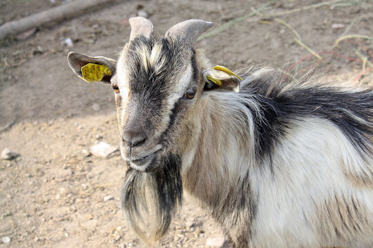 Biquette Bilder – Durchsuchen 506 Archivfotos, Vektorgrafiken und ...