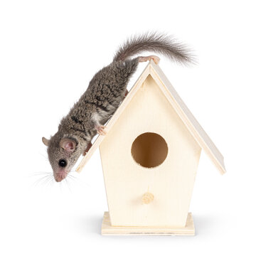 Graphiurus Images – Browse 35 Stock Photos, Vectors, and Video | Adobe ...