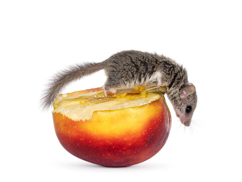 Graphiurus Images – Browse 35 Stock Photos, Vectors, and Video | Adobe ...