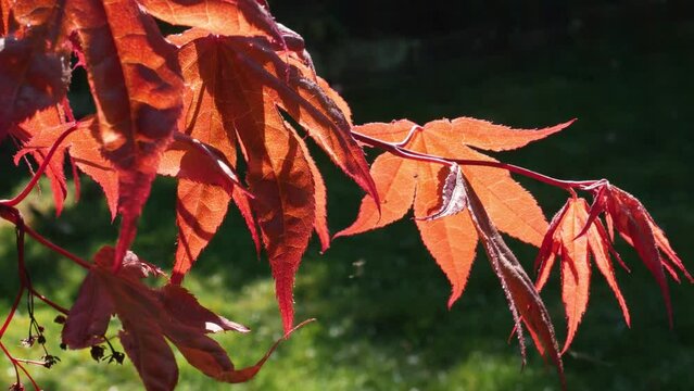 "Red Leave" - Images et vidéos libres de droits | Adobe Stock