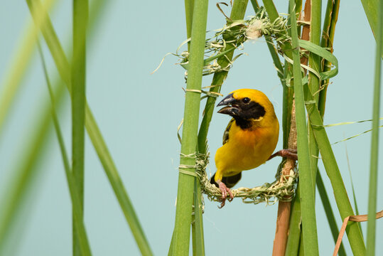 "Golden Weaver"-Bilder: Stock-Fotos & -Videos. | Adobe Stock