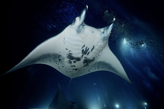รูปภาพMantaray – เลือกดูภาพถ่ายสต็อก เวกเตอร์ และวิดีโอ785 | Adobe Stock