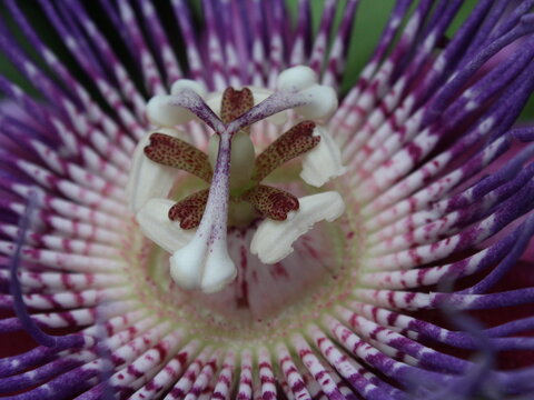 Barbadine Images – Parcourir 326 le catalogue de photos, vecteurs et ...