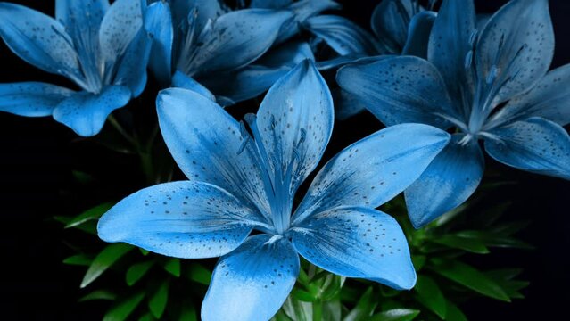 "Blue Lily" Images – Browse 1,377 Stock Photos, Vectors, and Video ...