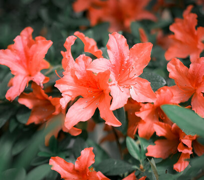 "Pink Azalea" Bilder – Durchsuchen 531 Archivfotos, Vektorgrafiken und ...