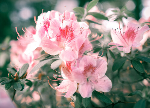 "Pink Azalea" Bilder – Durchsuchen 531 Archivfotos, Vektorgrafiken und ...