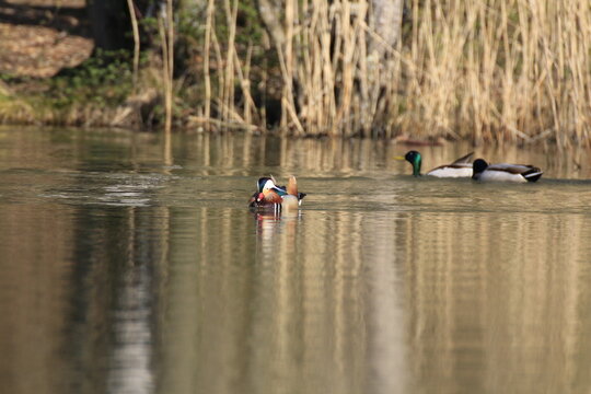 Entenangeln Bilder – Durchsuchen 93 Archivfotos, Vektorgrafiken und ...