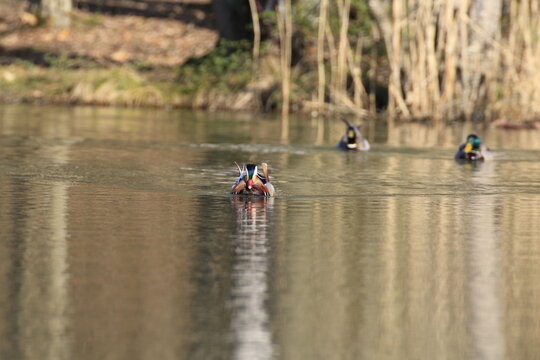 Entenangeln-Bilder: Stock-Fotos & -Videos. | Adobe Stock
