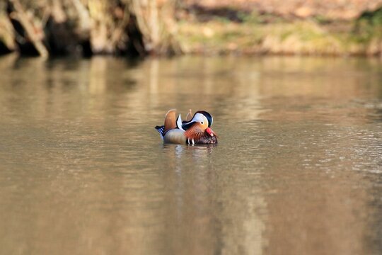 Entenangeln-Bilder: Stock-Fotos & -Videos. | Adobe Stock