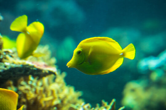 รูปภาพDoktorfisch – เลือกดูภาพถ่ายสต็อก เวกเตอร์ และวิดีโอ432 | Adobe Stock