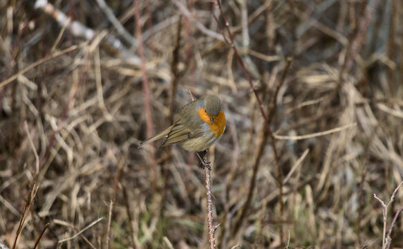 รูปภาพBrench – เลือกดูภาพถ่ายสต็อก เวกเตอร์ และวิดีโอ1,334 | Adobe Stock