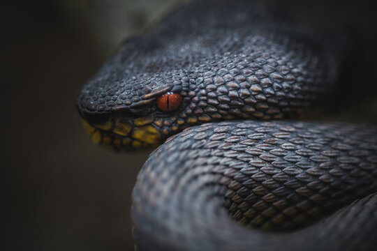 Afbeeldingen over "Shore Pit Viper" – Blader in stockfoto's, vectoren ...