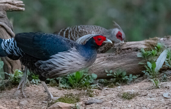 Kalifasan Bilder – Durchsuchen 340 Archivfotos, Vektorgrafiken und Videos | Adobe Stock