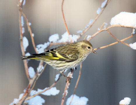 Ronald Washington photos, images, assets | Adobe Stock