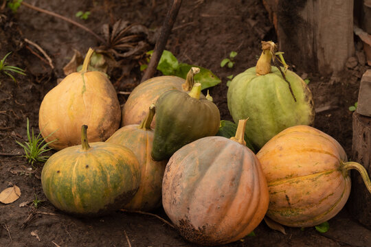 「Jerimum」の写真素材 | 97件の無料イラスト画像 | Adobe Stock