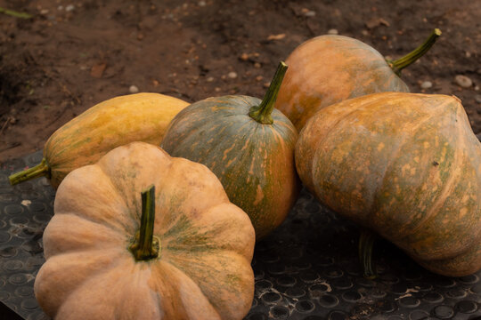 「Jerimum」の写真素材 | 97件の無料イラスト画像 | Adobe Stock