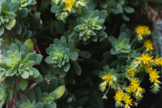 Palmeri bilder – Bläddra bland 395 stockfoton, vektorer och videor ...