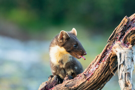 「Mustelid」の画像 - 3,872 件の Stock 写真、ベクターおよびビデオ | Adobe Stock