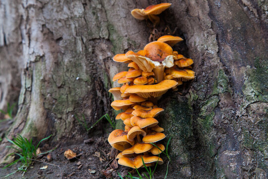 "Winter Mushrooms" Images – Browse 418 Stock Photos, Vectors, and Video ...