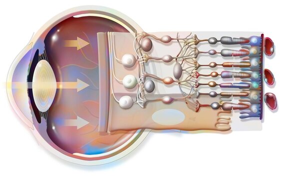 รูปภาพInterneuron – เลือกดูภาพถ่ายสต็อก เวกเตอร์ และวิดีโอ234 | Adobe Stock