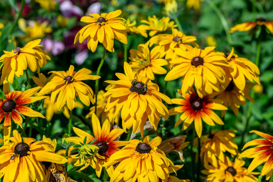 Susan Bilder – Durchsuchen 7,995 Archivfotos, Vektorgrafiken und Videos ...