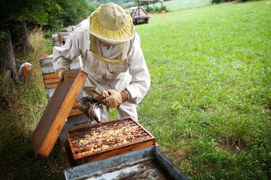 Apiarist bilder – Bläddra bland 69,682 stockfoton, vektorer och videor ...