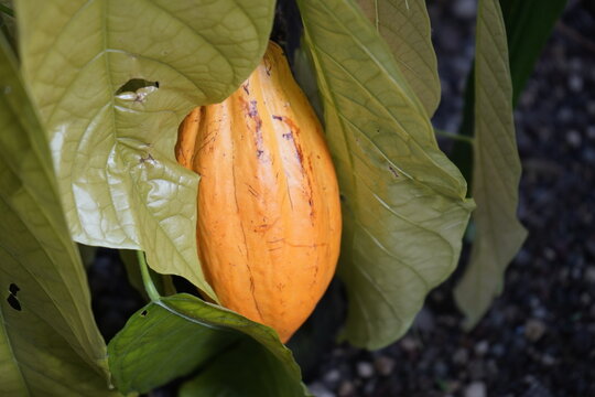 รูปภาพForastero – เลือกดูภาพถ่ายสต็อก เวกเตอร์ และวิดีโอ204 | Adobe Stock