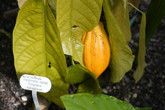 รูปภาพForastero – เลือกดูภาพถ่ายสต็อก เวกเตอร์ และวิดีโอ204 | Adobe Stock