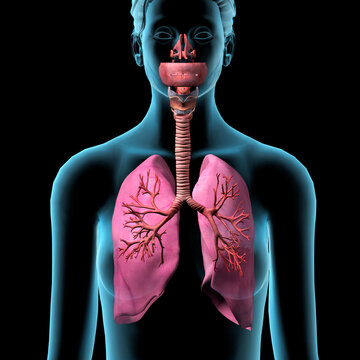 Windpipe Images – Browse 1,819 Stock Photos, Vectors, and Video | Adobe ...