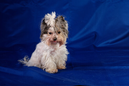 "Beaver Yorkshire Terrier" Images – Browse 170 Stock Photos, Vectors ...