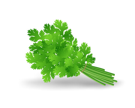 Coriander Leaf Vector