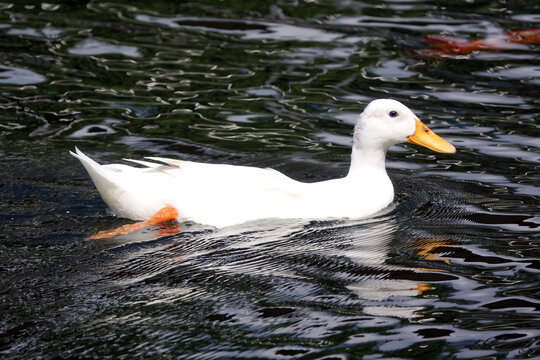 รูปภาพHausente – เลือกดูภาพถ่ายสต็อก เวกเตอร์ และวิดีโอ504 | Adobe Stock