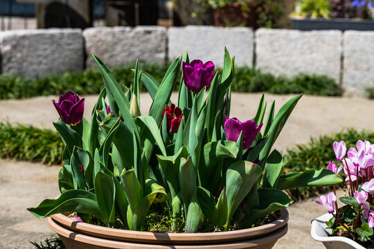 玄関先 Images – Browse 988 Stock Photos, Vectors, and Video | Adobe Stock