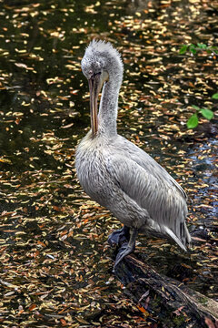 Natatorial Bilder – Durchsuchen 1,614 Archivfotos, Vektorgrafiken und ...