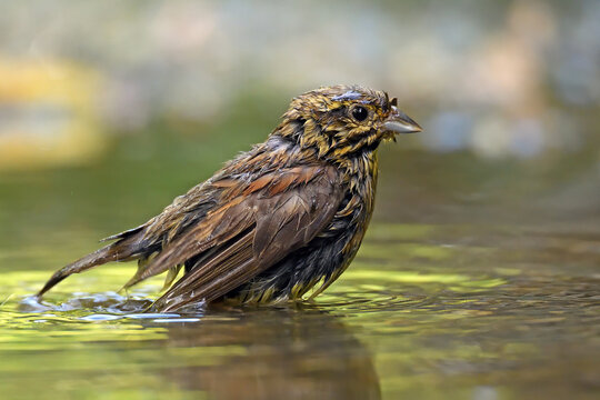 Zigolo Images – Browse 76 Stock Photos, Vectors, and Video | Adobe Stock