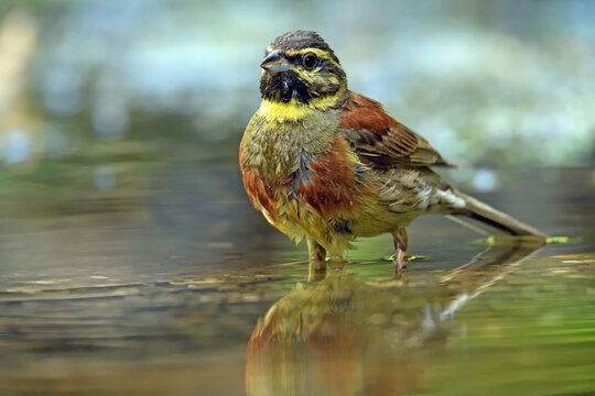 Zigolo Images – Browse 63 Stock Photos, Vectors, and Video | Adobe Stock