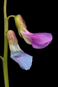 Papilionaceous bilder – Bläddra bland 75 stockfoton, vektorer och ...