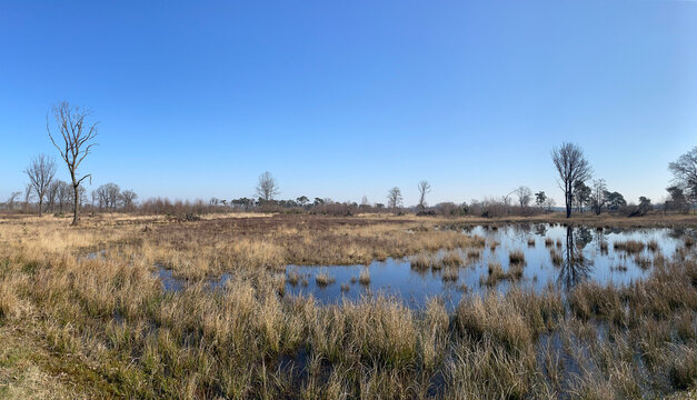 รูปภาพ"Heide – เลือกดูภาพถ่ายสต็อก เวกเตอร์ และวิดีโอ44,749 | Adobe Stock