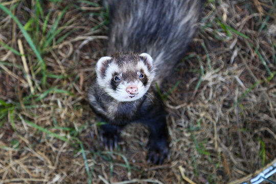 รูปภาพFretka – เลือกดูภาพถ่ายสต็อก เวกเตอร์ และวิดีโอ178 | Adobe Stock