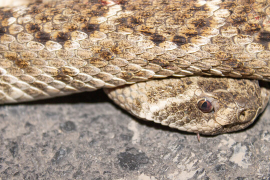 รูปภาพViperinae – เลือกดูภาพถ่ายสต็อก เวกเตอร์ และวิดีโอ161,051 | Adobe ...